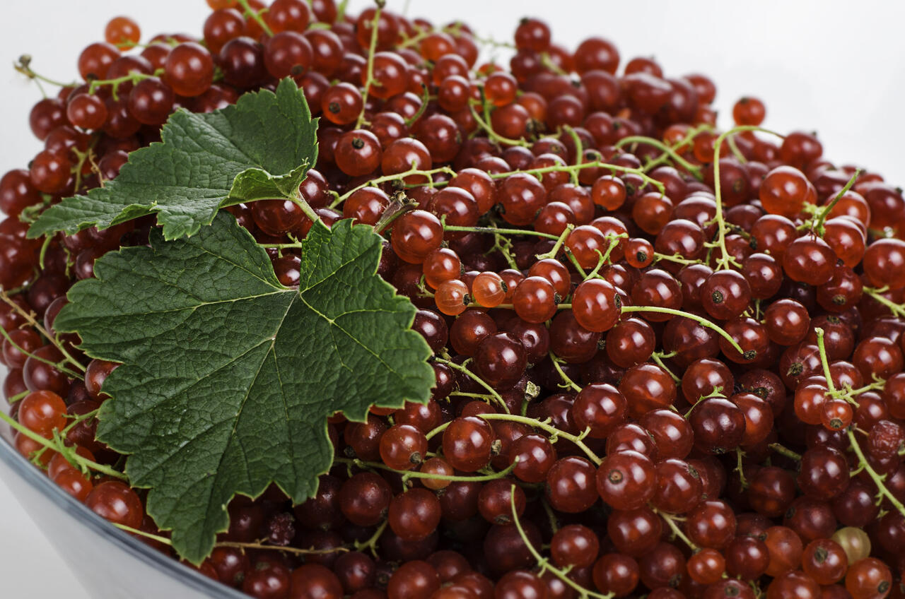 Najlepší odšťavovač na ríbezle | EUJUICERS.COM